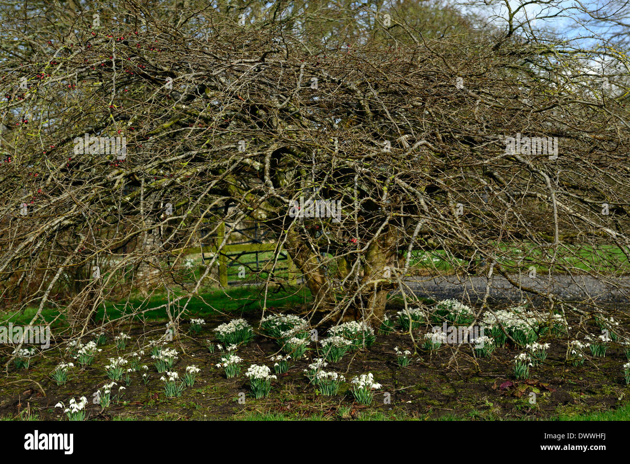 Underplanting tree hi-res stock photography and images - Alamy