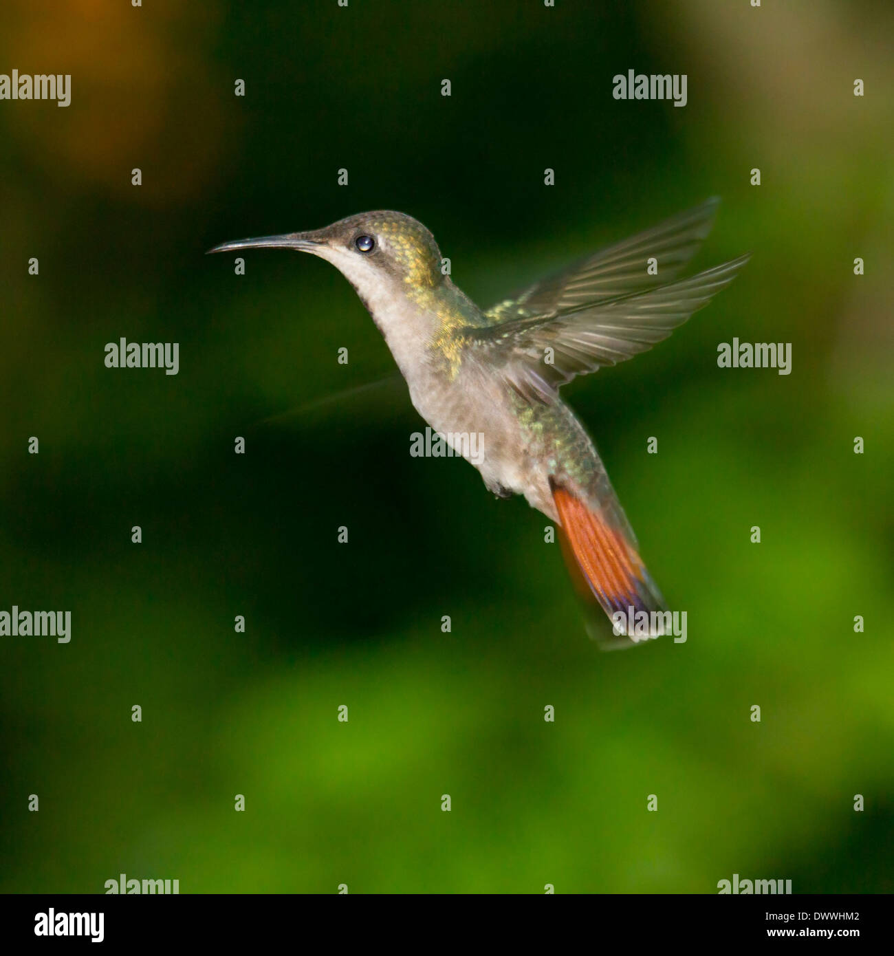 Female Ruby Topaz Hummingbird on Tobago Stock Photo - Alamy