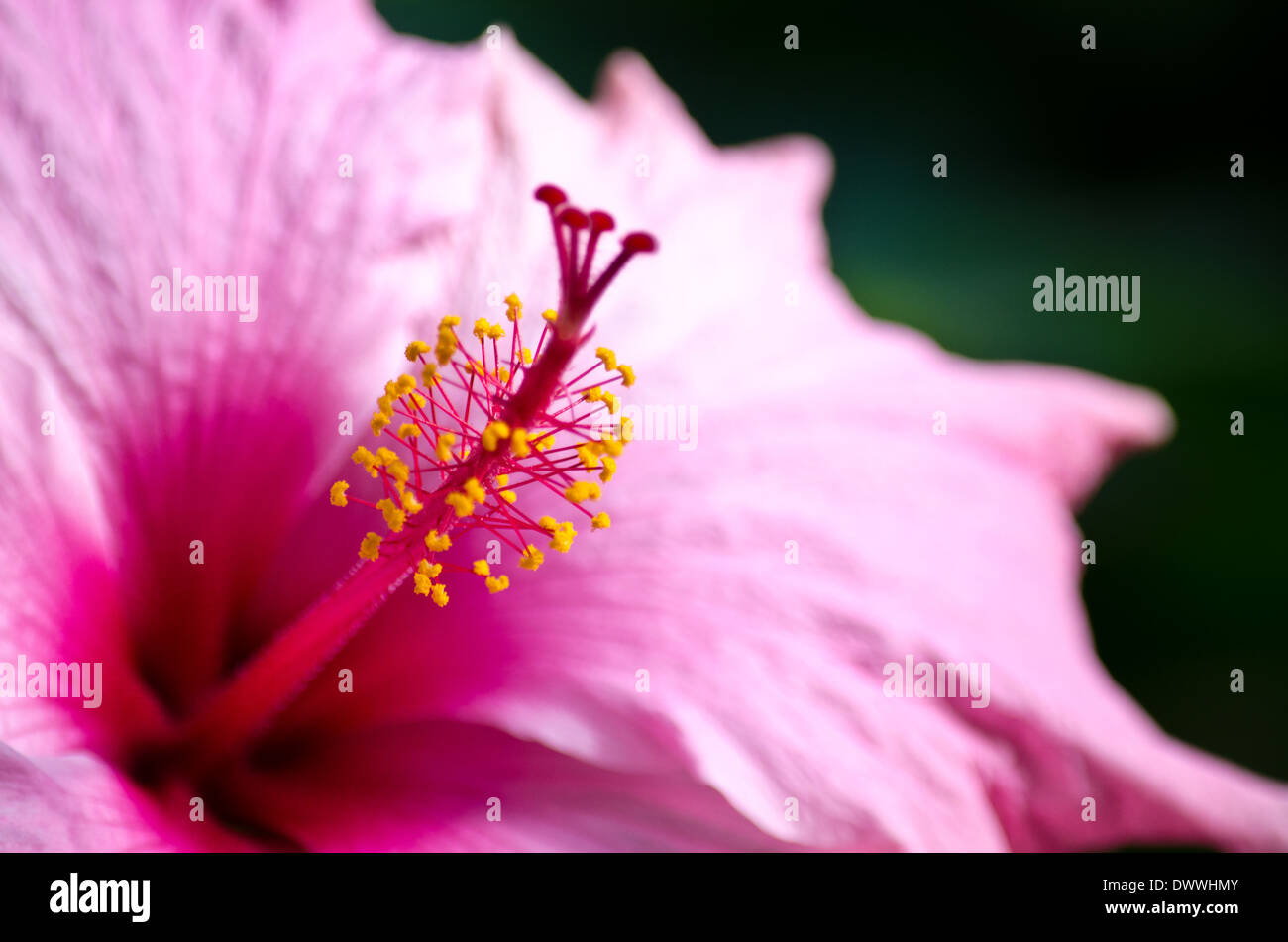 What Are Stamens On A Flower at Nate Hocking blog