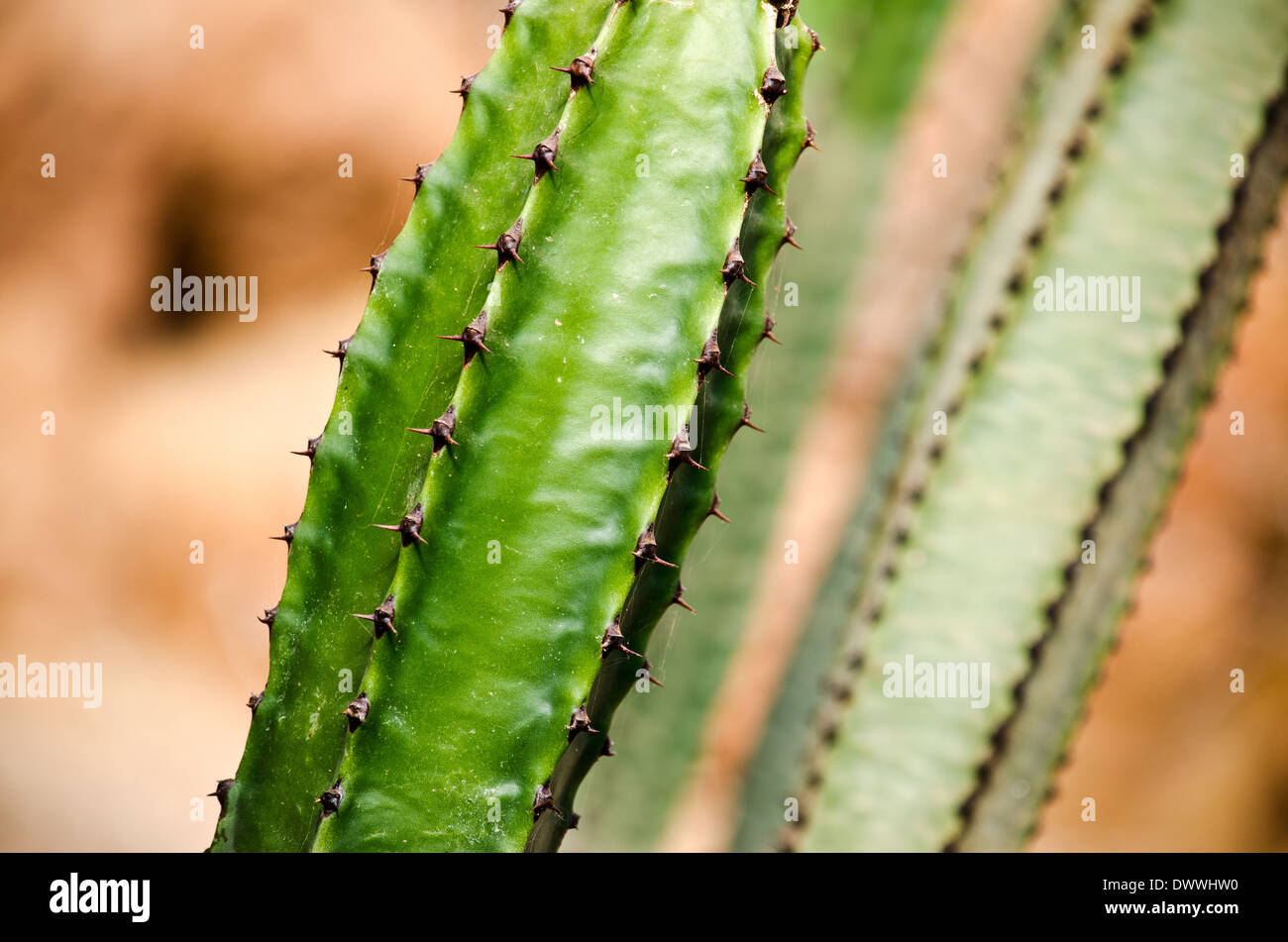 Cactus showing spines Stock Photo - Alamy