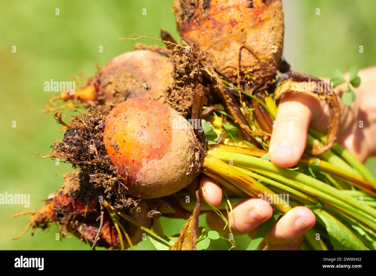 Red turnips hi-res stock photography and images - Alamy