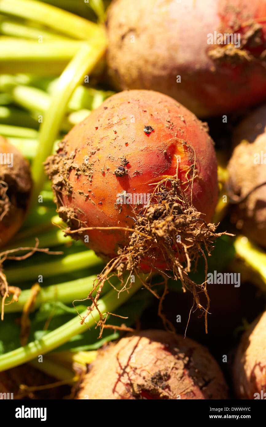 Red turnips hi-res stock photography and images - Alamy