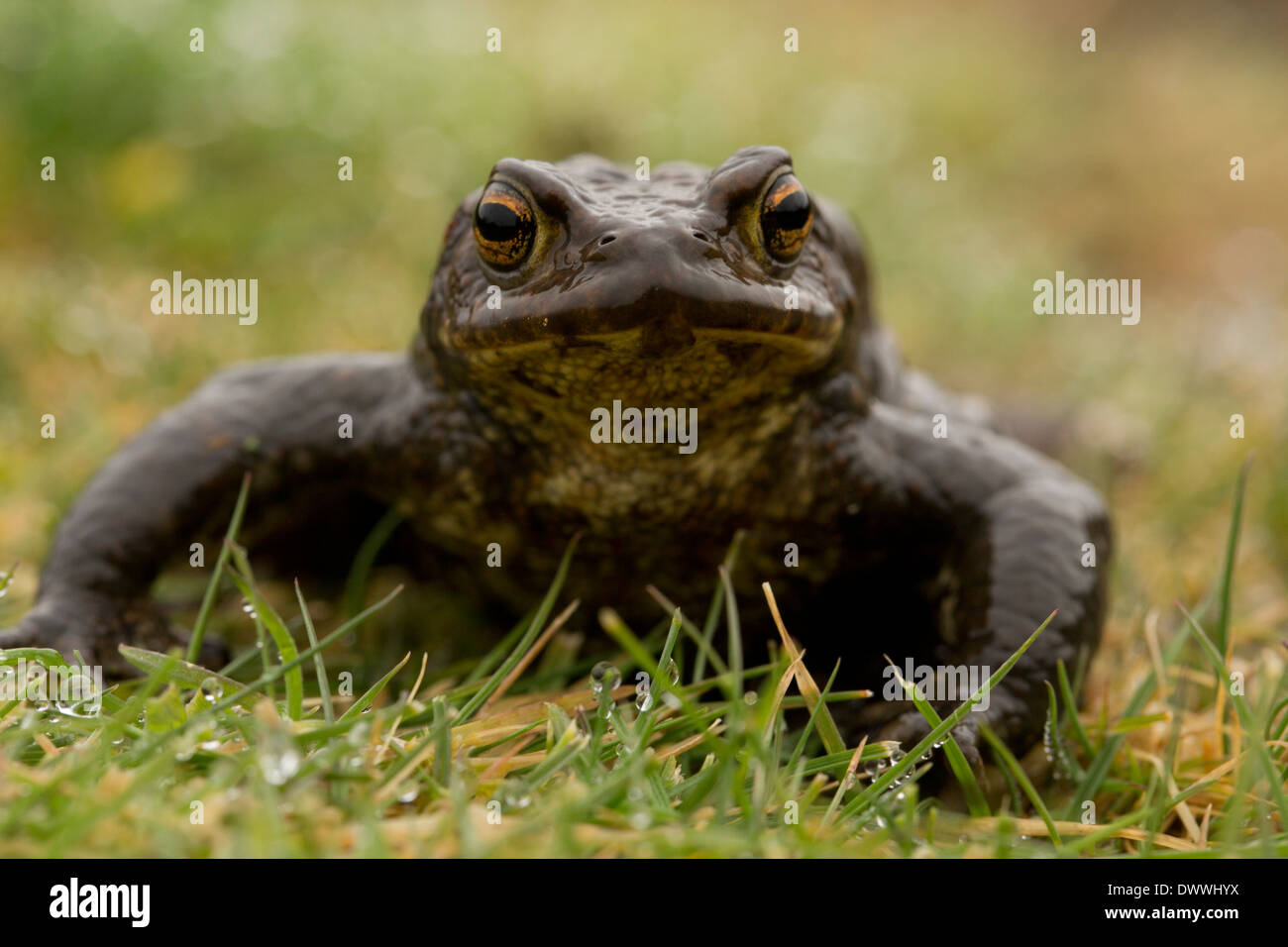 Common Toad (Bufo bufo Stock Photo - Alamy