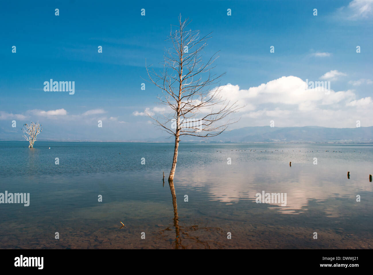 Fir tree boundary hi-res stock photography and images - Alamy