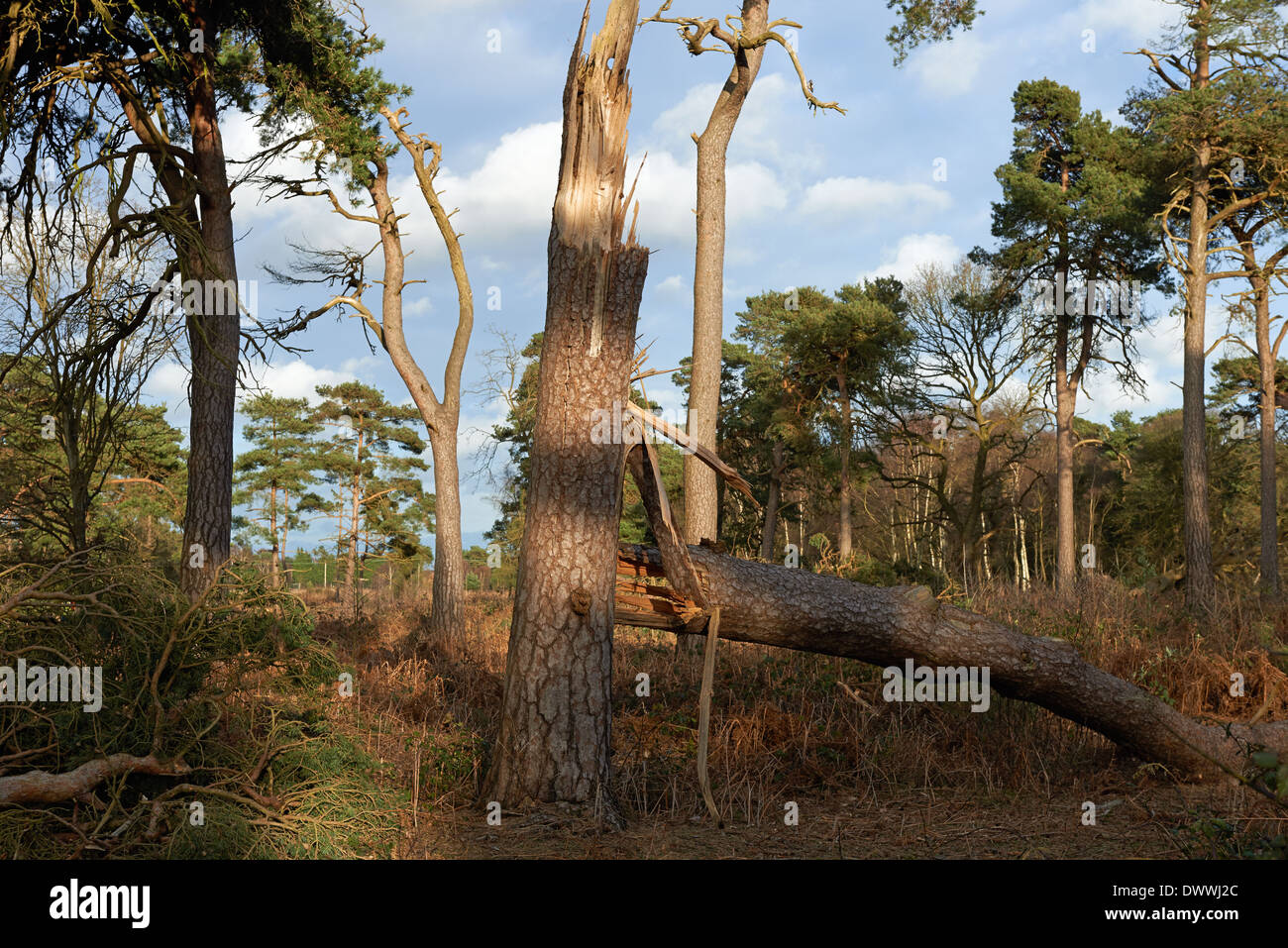 Damaged forest hi-res stock photography and images - Alamy