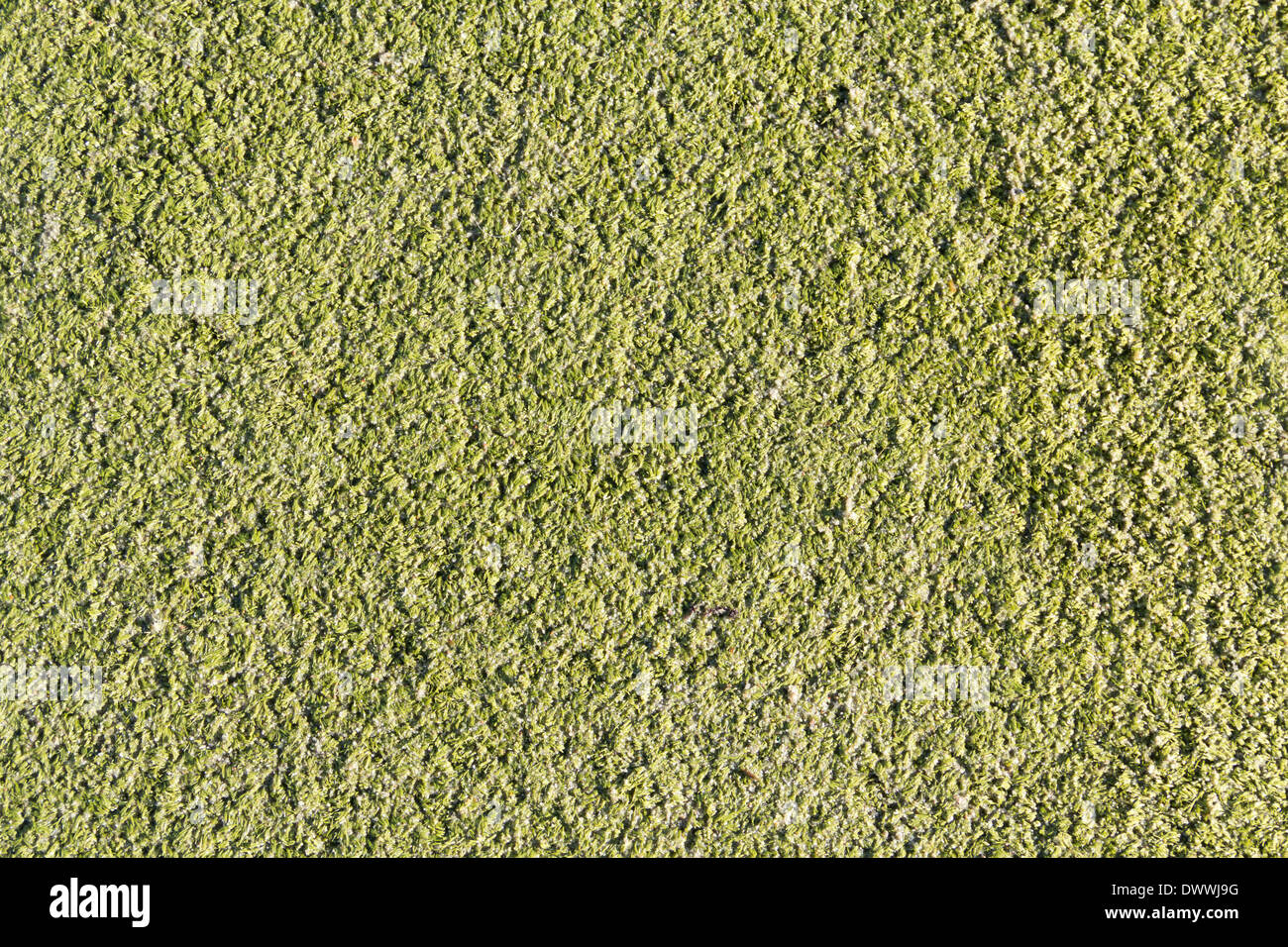 Sports surface texture hi-res stock photography and images - Alamy