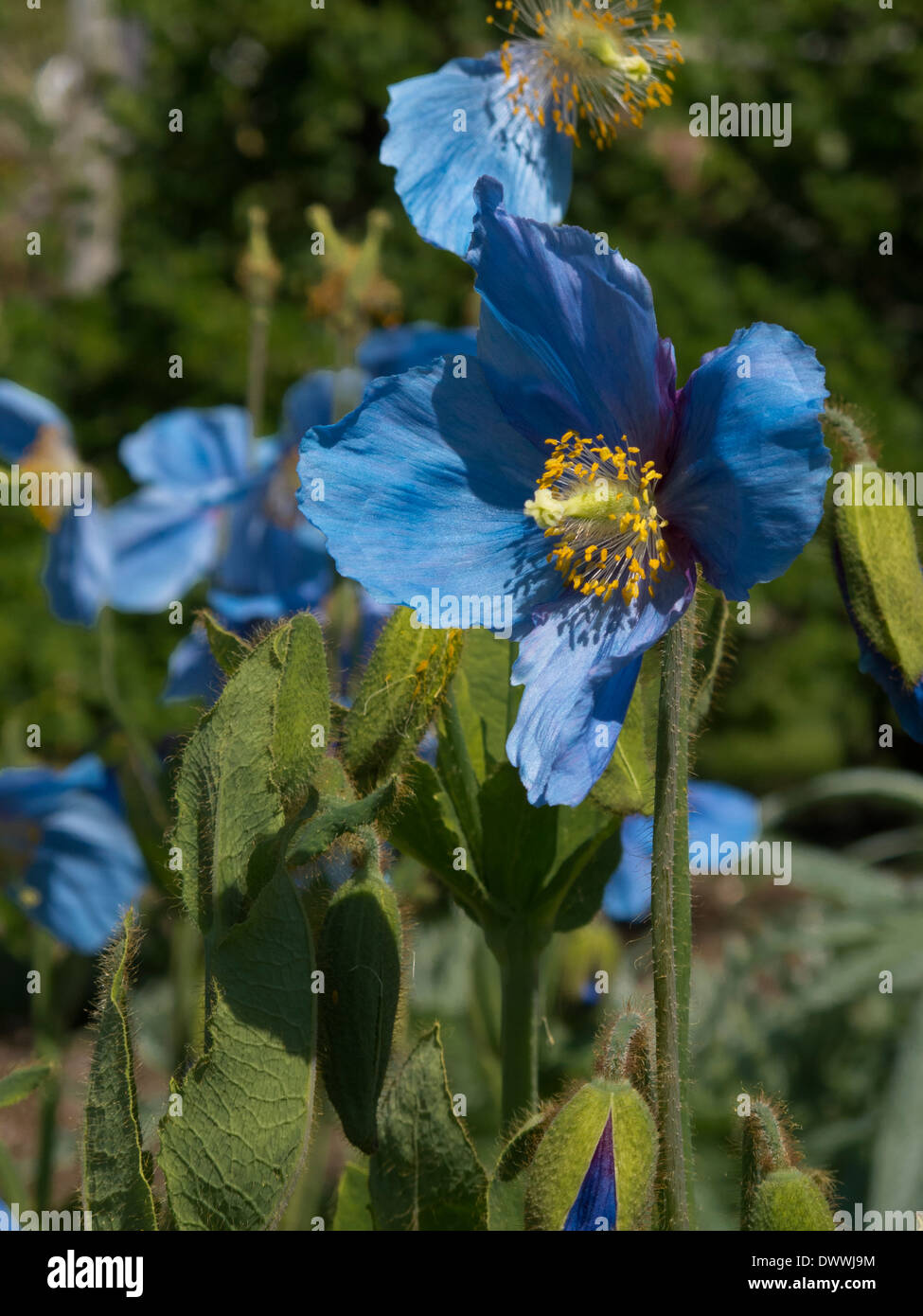 Blue poppy poppies hi-res stock photography and images - Alamy