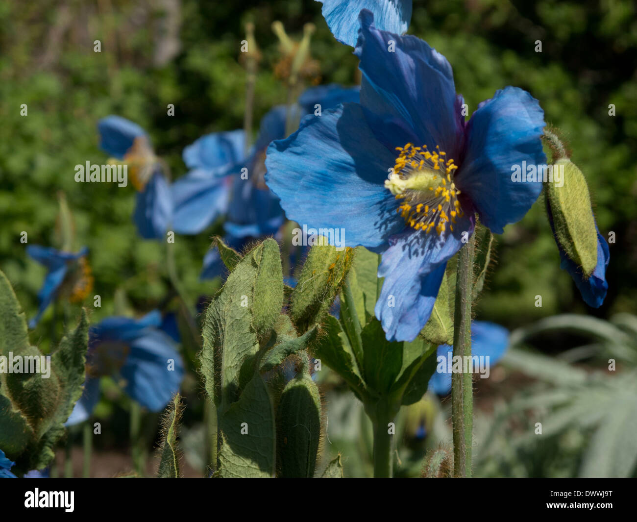 Blue poppy poppies hi-res stock photography and images - Alamy