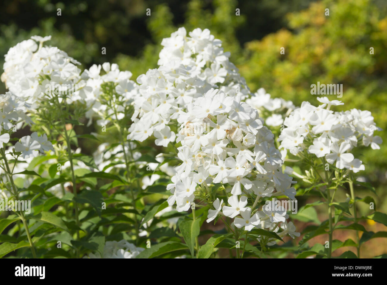 White Phlox flowers, precise species not known. Growing in a walled ...