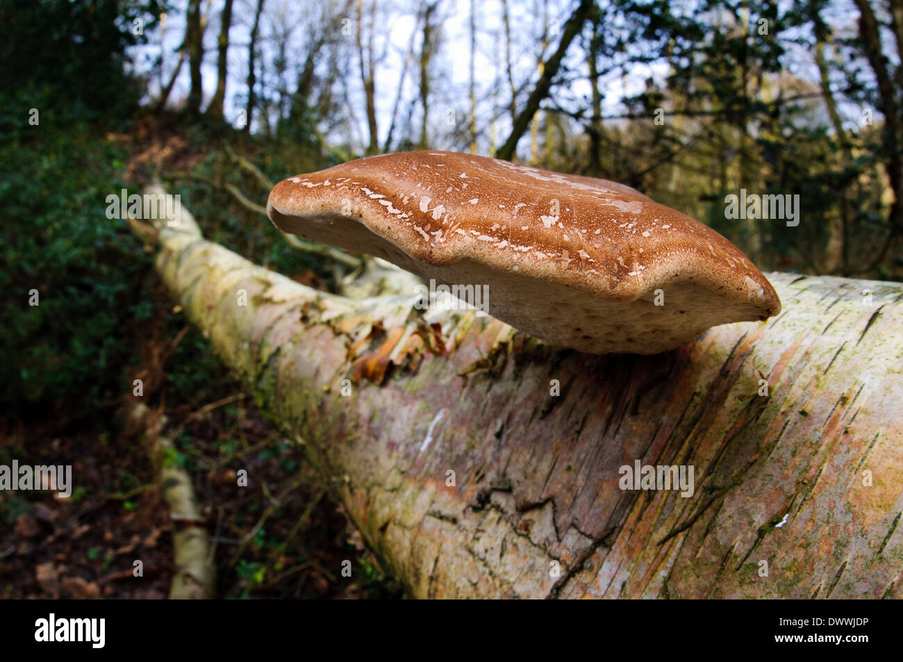 Birch polypore fungus growing on a fallen silver birch tree near Lake ...