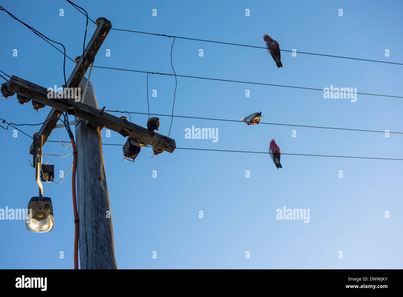 Light pole electricity wires hi-res stock photography and images - Alamy