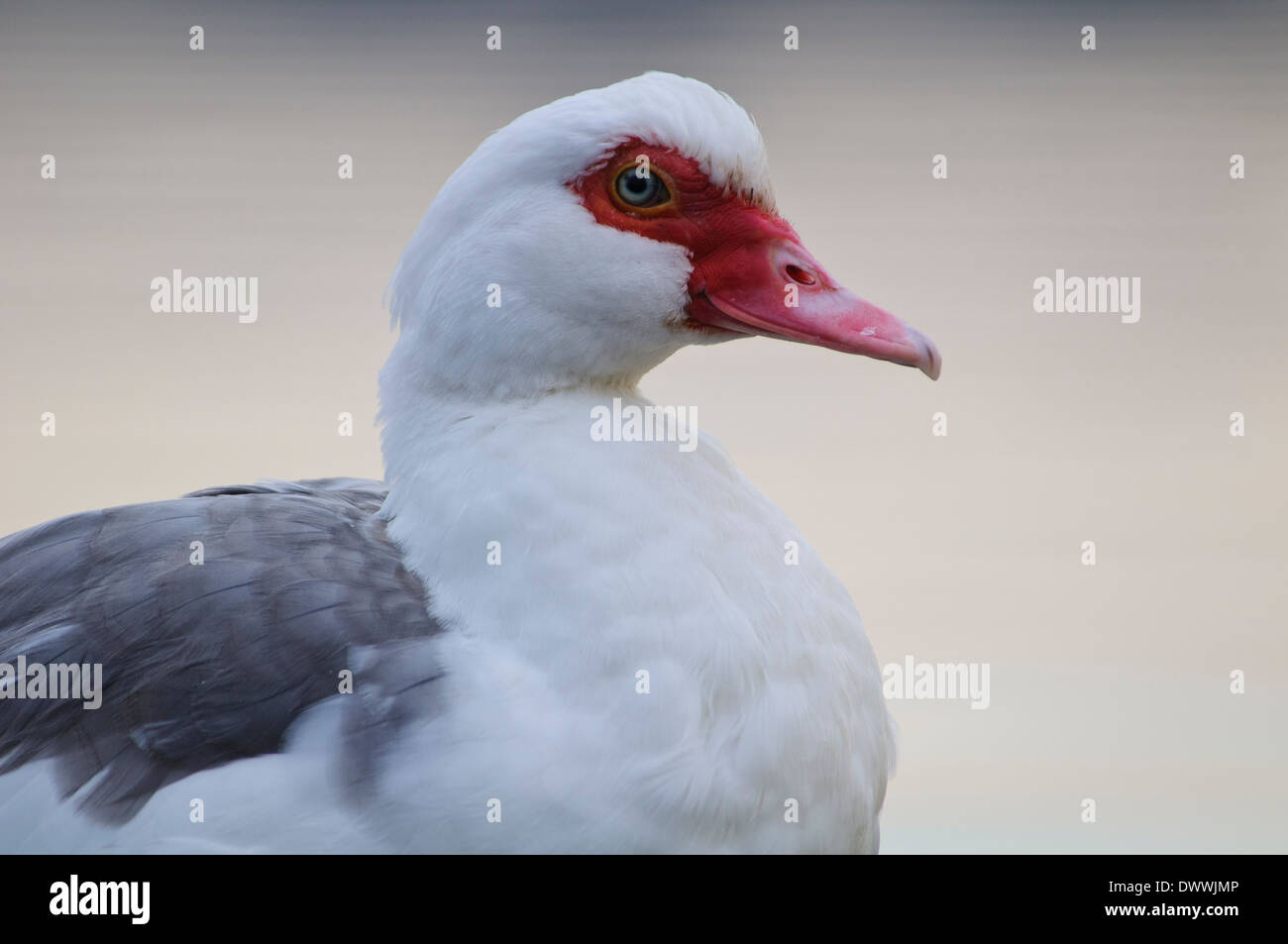 Muscovy duck (Cairina moschata), adult, head and shoulders portrait, at ...