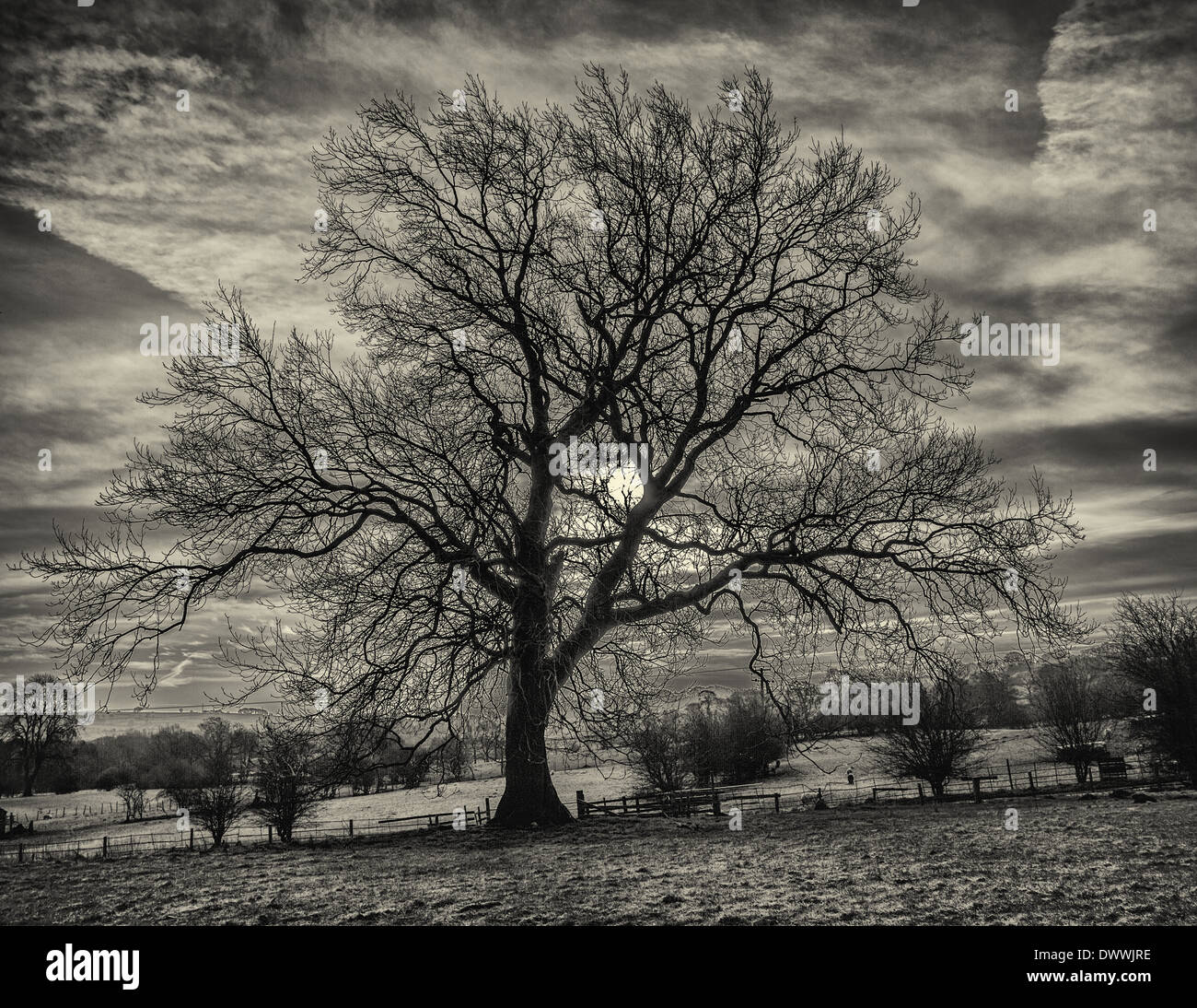 Dramatic tree in the sunlight Stock Photo - Alamy