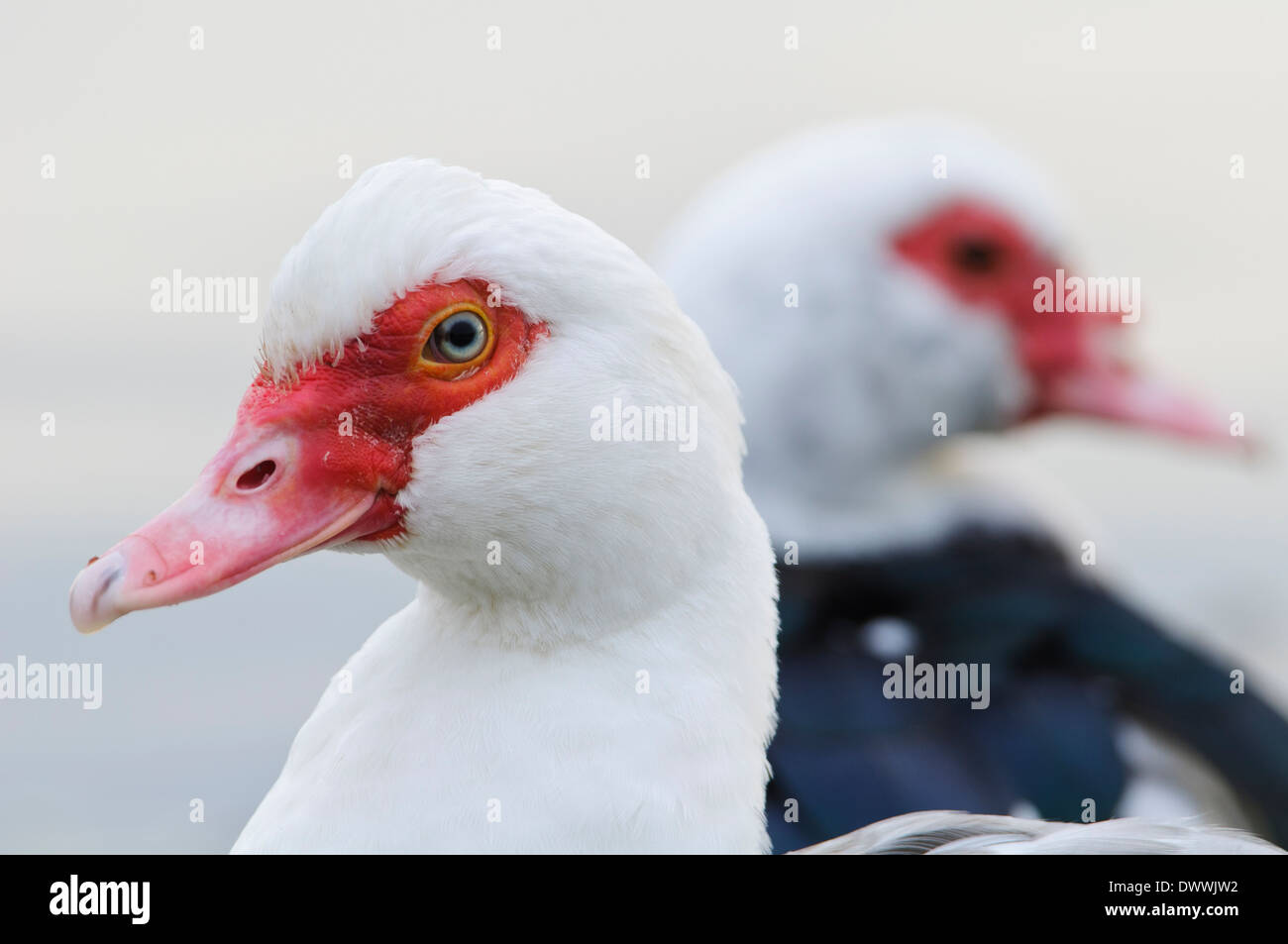 Muscovy duck (Cairina moschata), adult, close-up of head, at Ashby ...