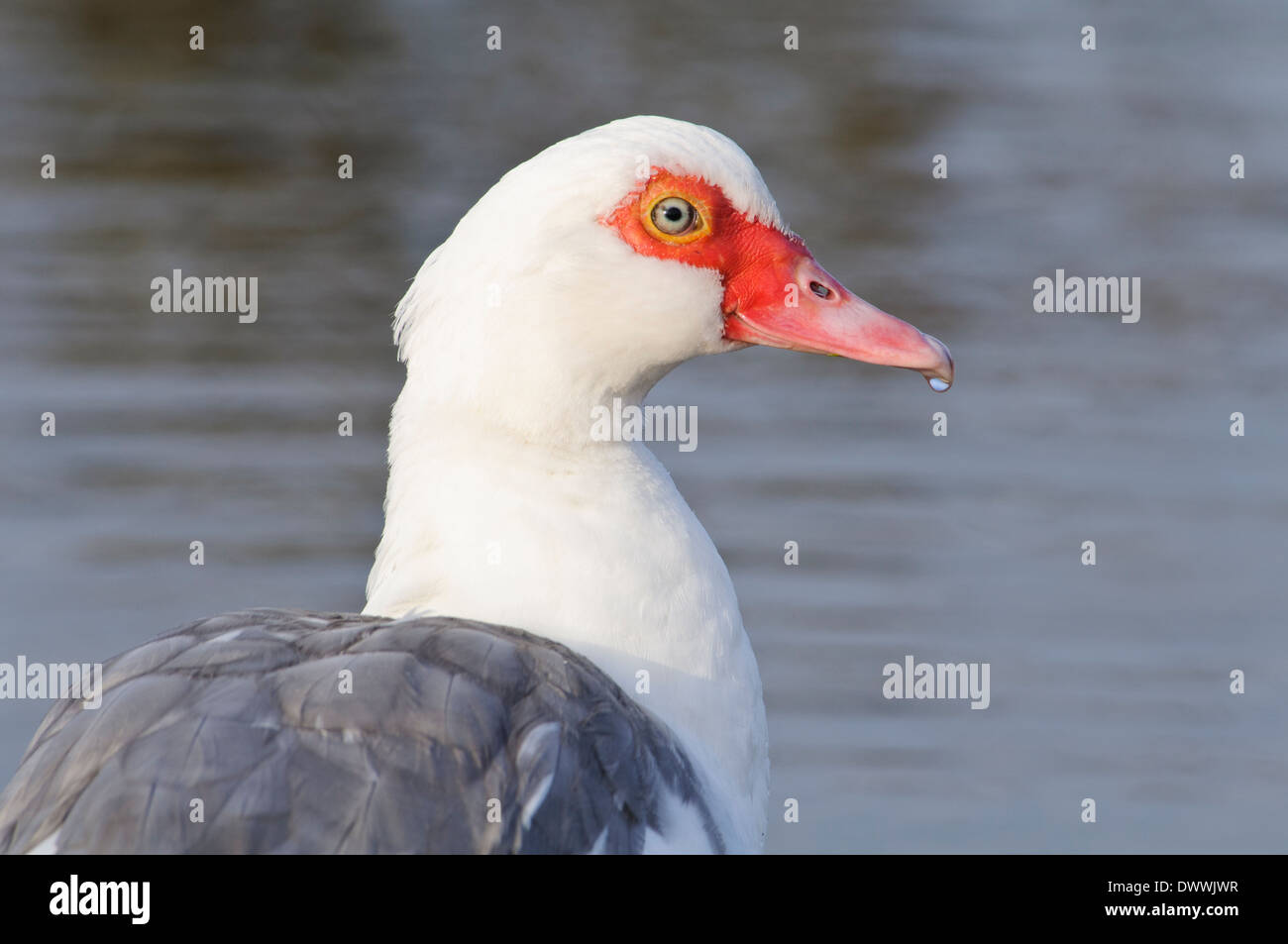 Muscovy duck (Cairina moschata), adult, head and shoulders portrait, at ...