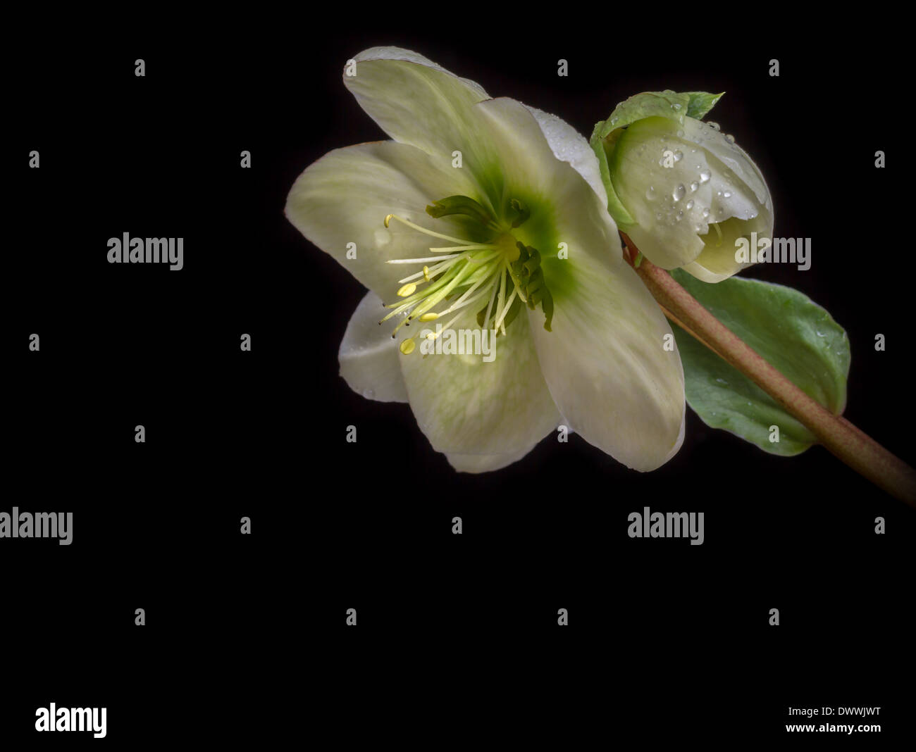 Christmas rose hellebore Stock Photo - Alamy