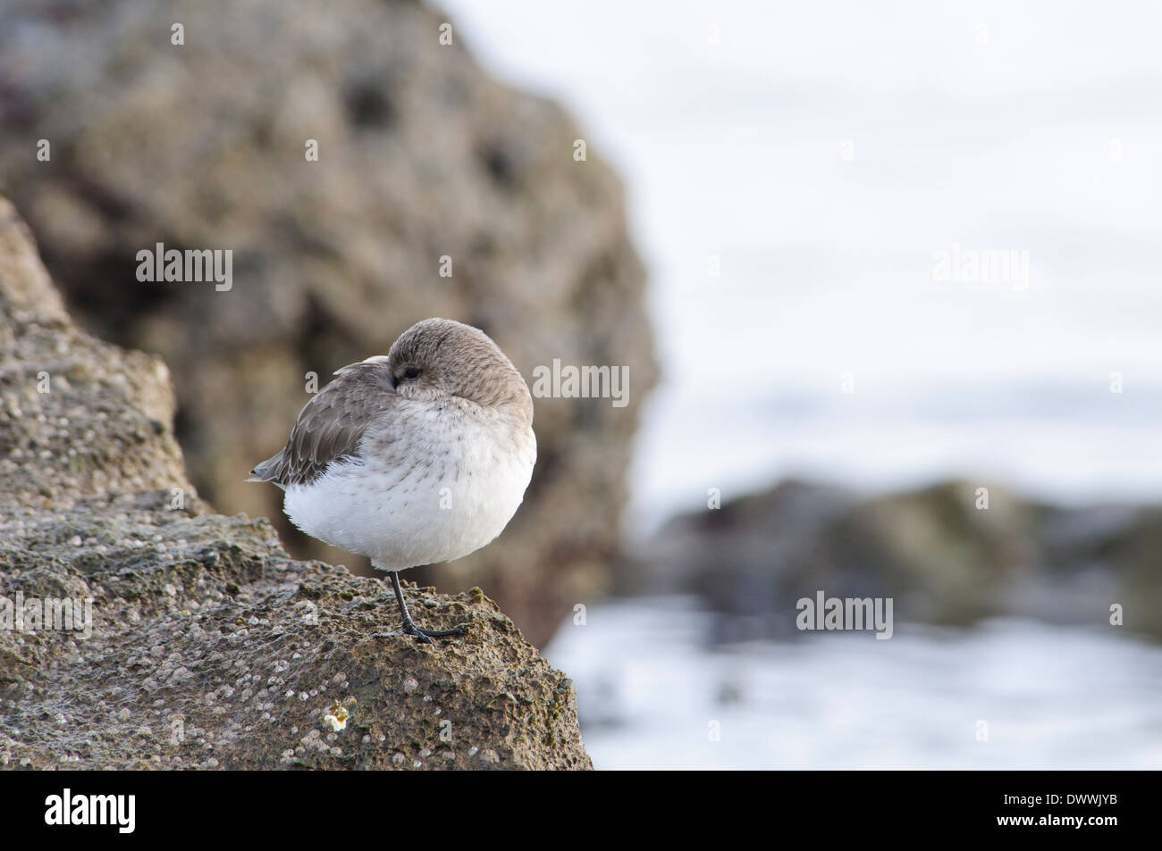 Dunlin (Calidris alpina), adult in winter plumage roosting on rocks at ...