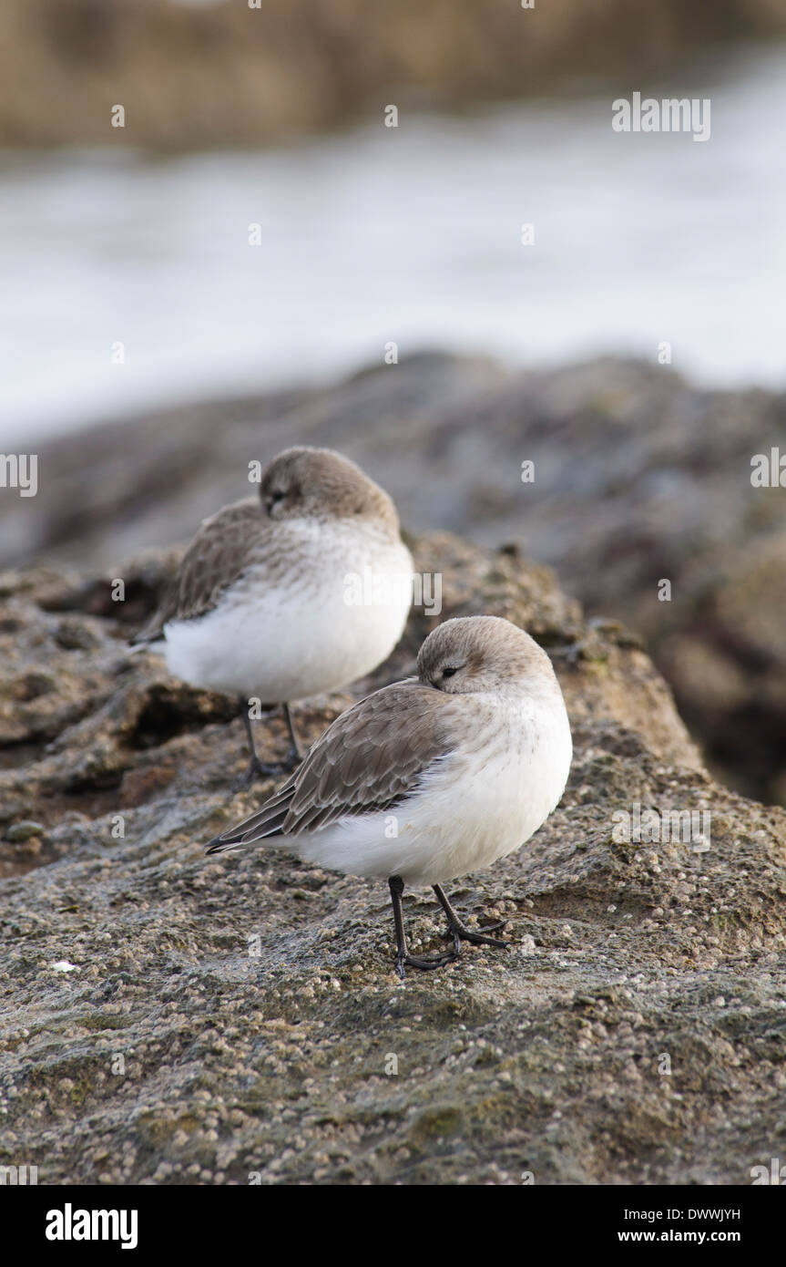 Dunlin (Calidris alpina), two adults in winter plumage roosting on ...