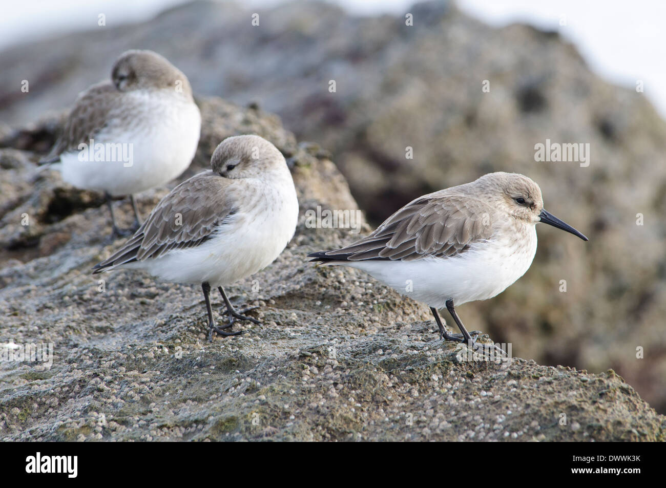 Group of dunlin hi-res stock photography and images - Alamy