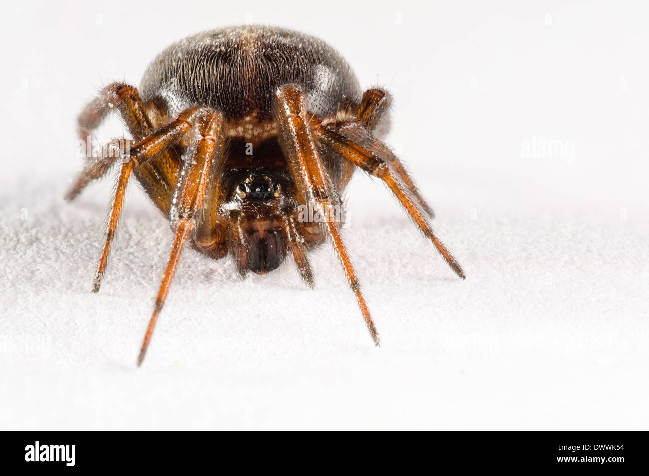 Common false widow, aka rabbit hutch spider (Steatoda bipunctata ...