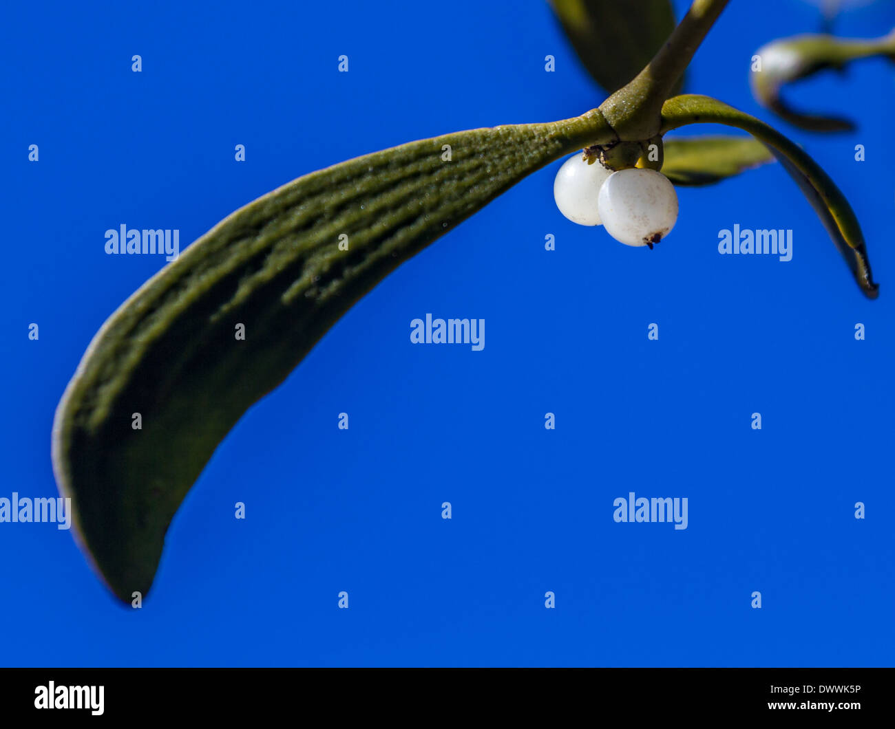 Growing mistletoe hi-res stock photography and images - Alamy