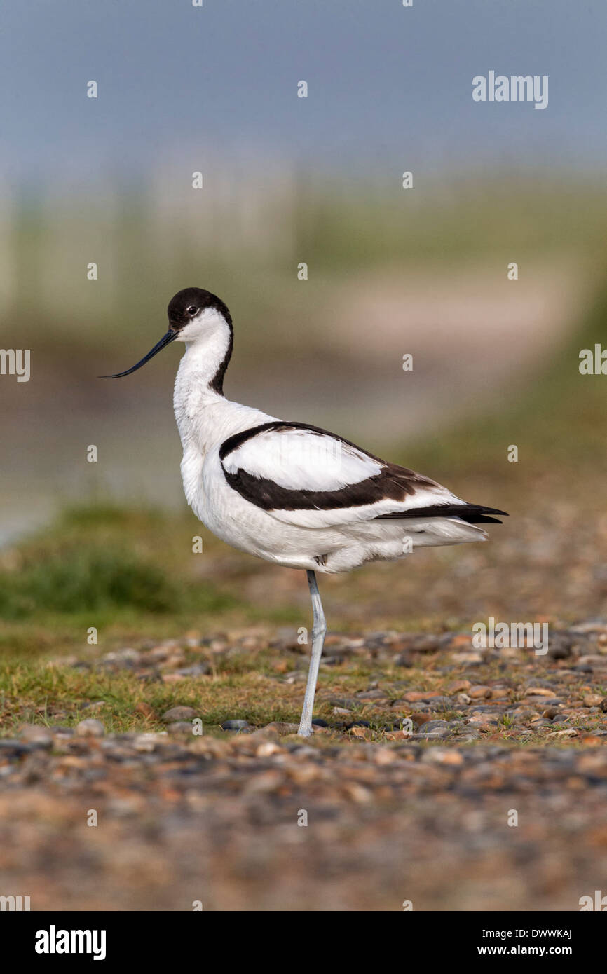 Avocet species hi-res stock photography and images - Alamy
