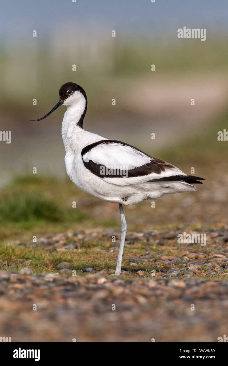 Avocet species hi-res stock photography and images - Alamy