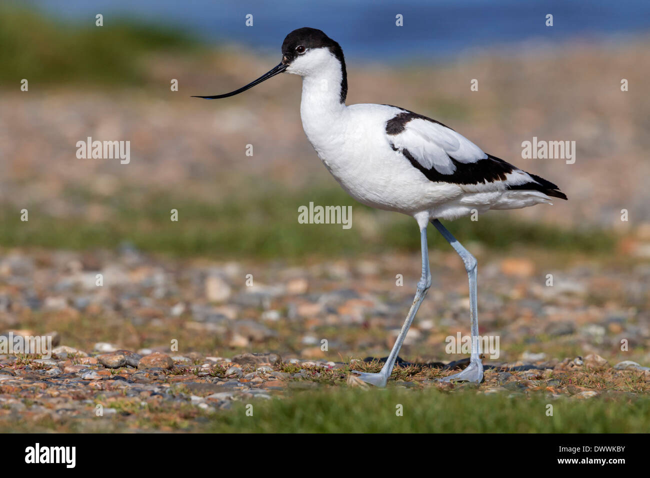 Avocet species hi-res stock photography and images - Alamy