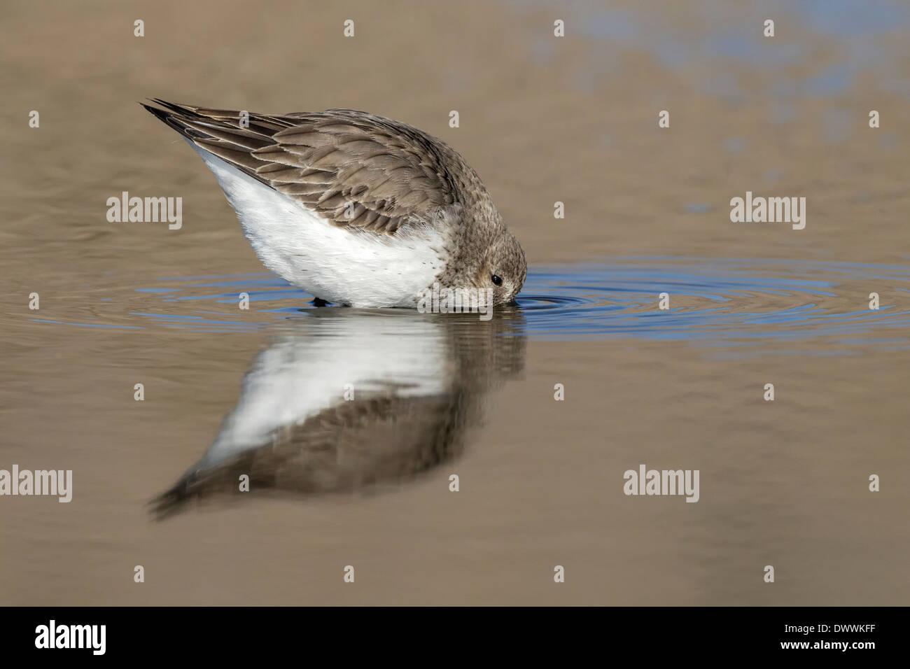 winter plumage Dunlin feeding Stock Photo - Alamy
