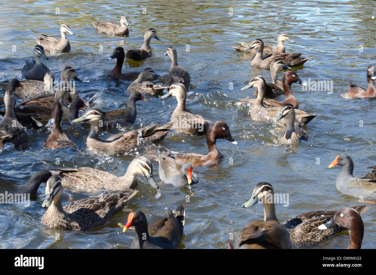 Waterfowl on water Stock Photo - Alamy