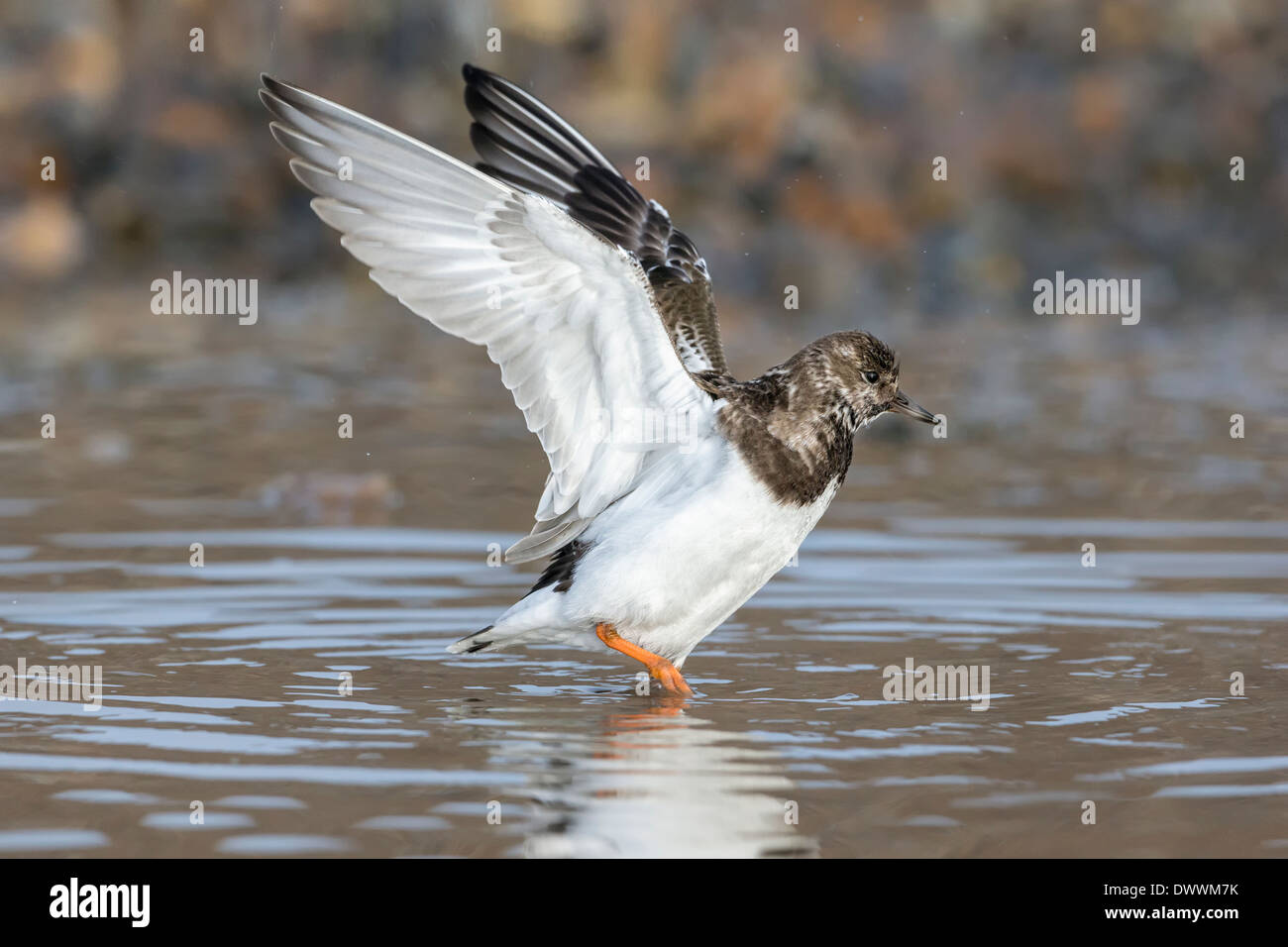 a winter plumage Turnstone/ Ruddy Turnstone stretching its wings after ...