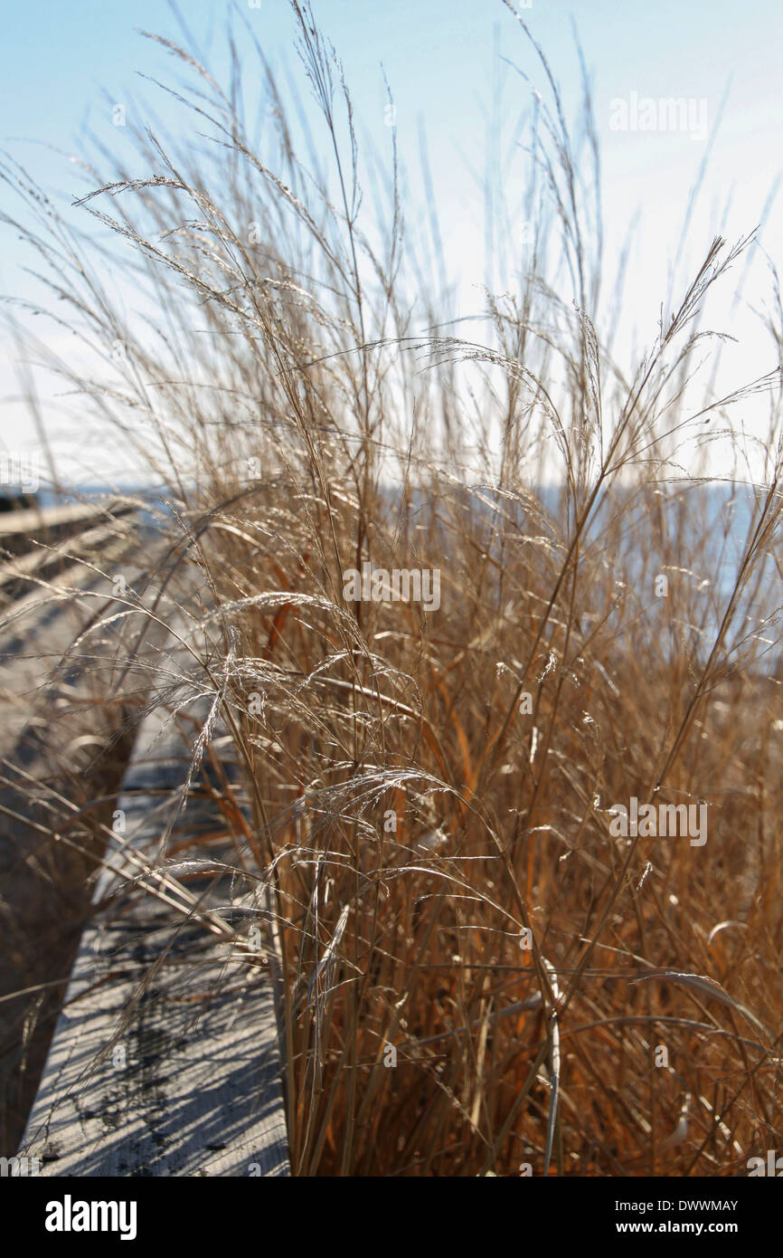 Long grass beach hi-res stock photography and images - Alamy