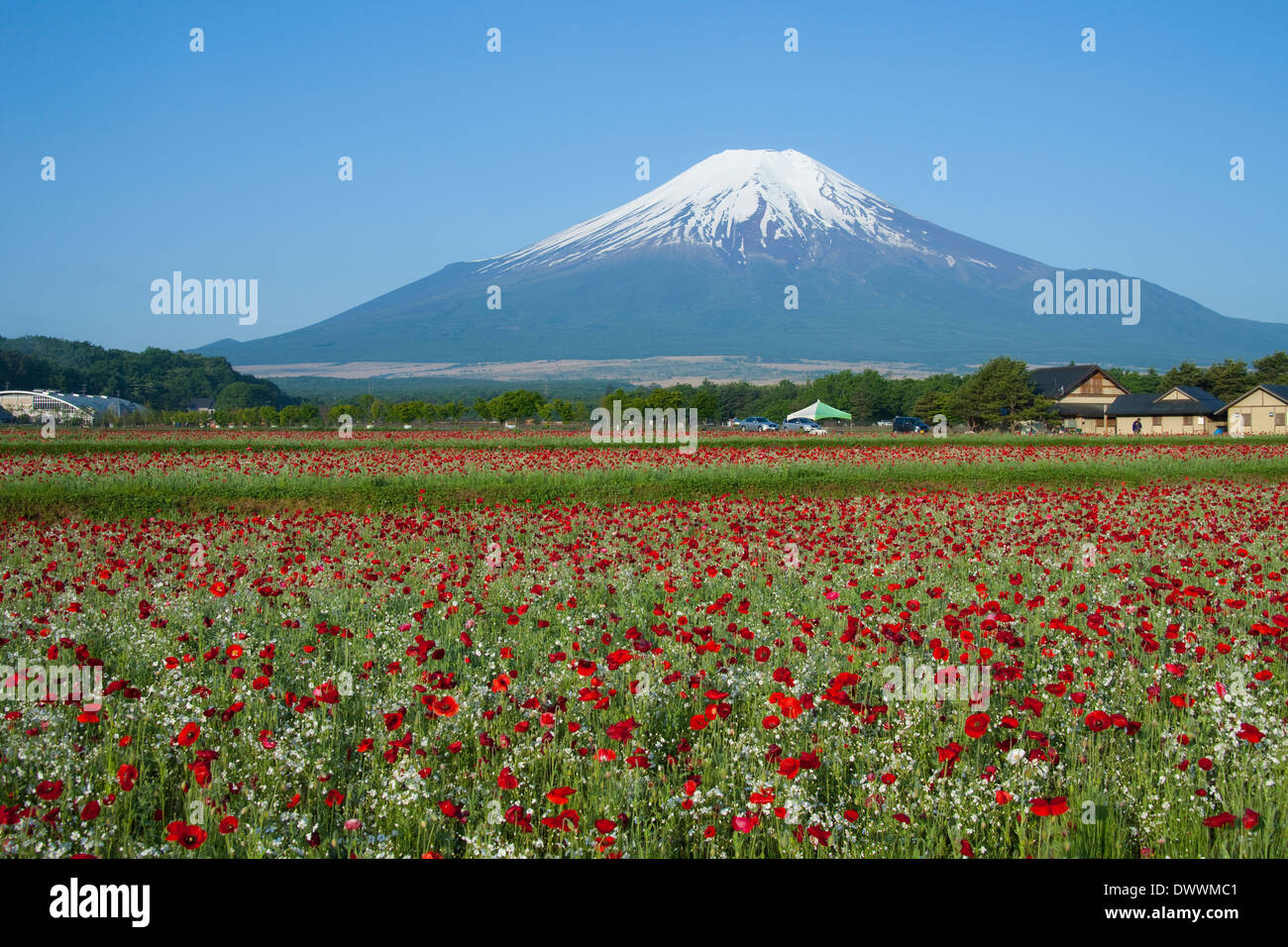 The poppy building hi-res stock photography and images - Alamy