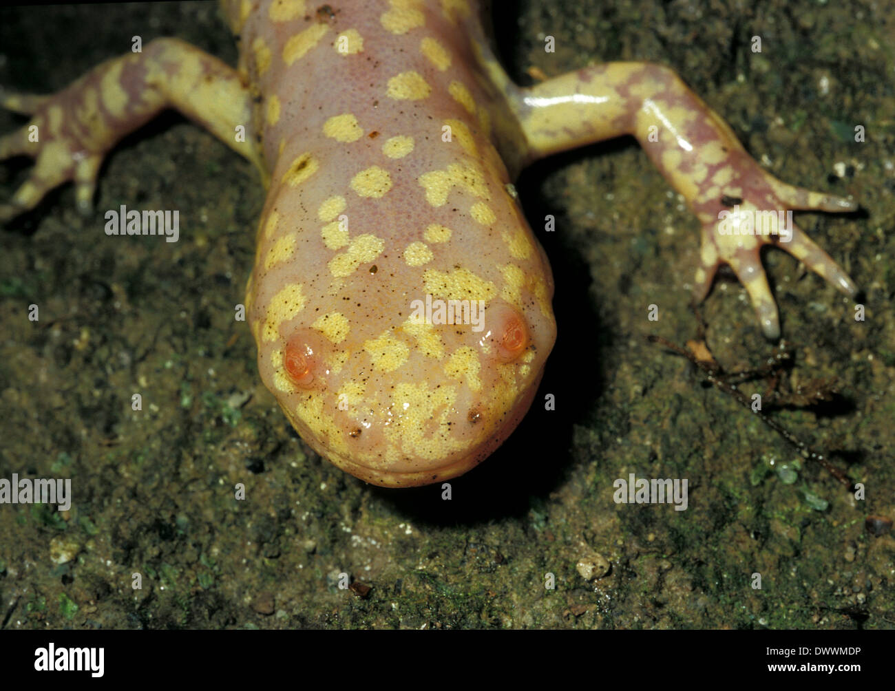 Ambystoma Mexicanum Metamorphosis