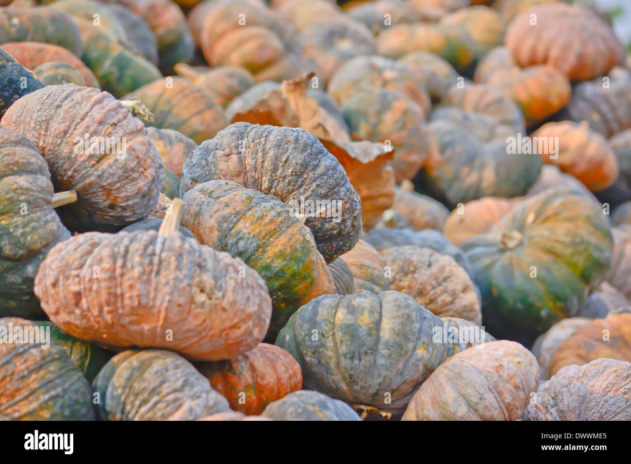 Rotten squash hi-res stock photography and images - Alamy
