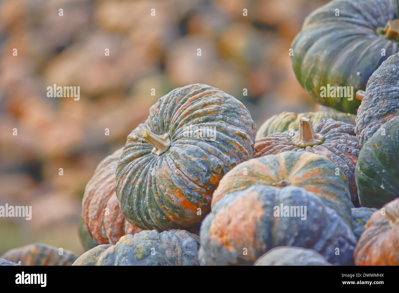 Rotten pumpkin hi-res stock photography and images - Alamy