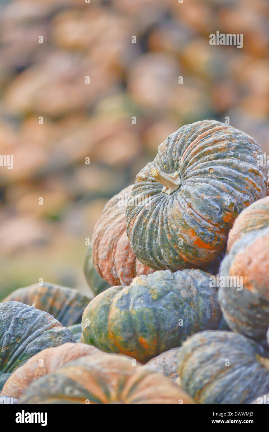 Rotten squash hi-res stock photography and images - Alamy