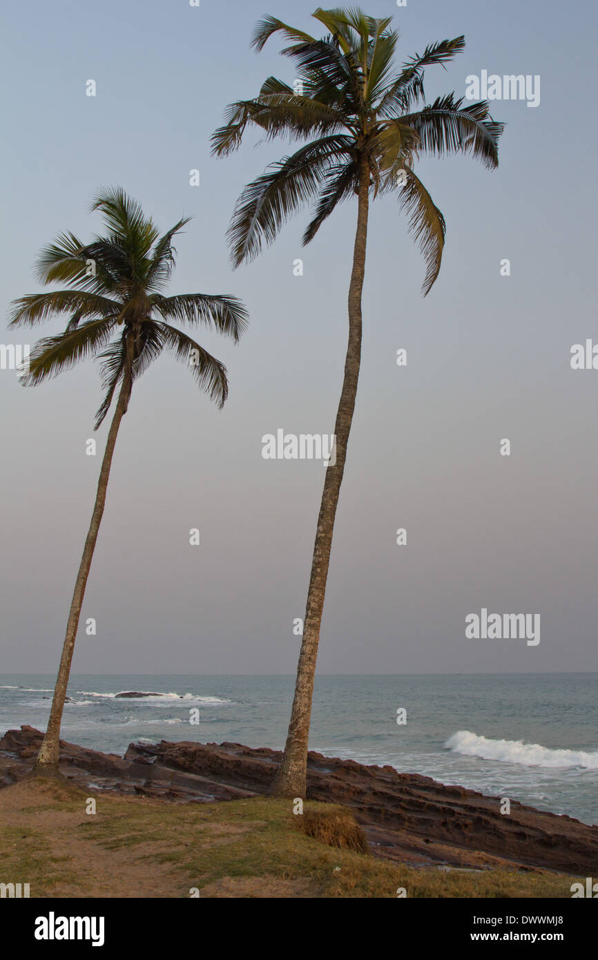 Palm Trees in Elmina Beach, Ghana Stock Photo - Alamy