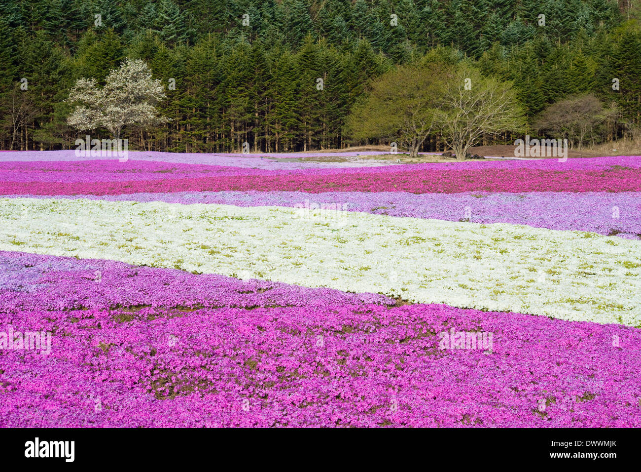 Field of moss phlox Stock Photo - Alamy