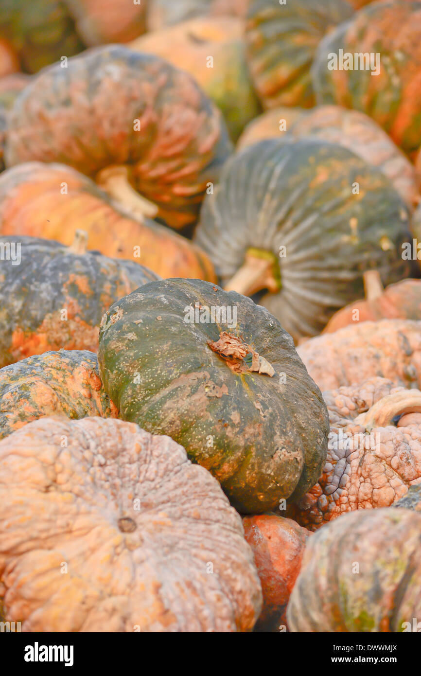 Rotten squash hi-res stock photography and images - Alamy