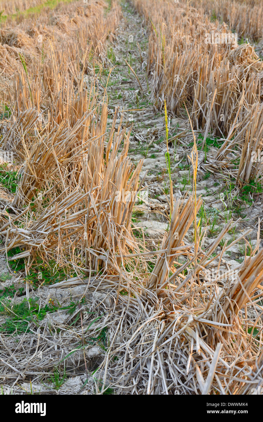 rice field after harvesting with wheel track of a tractor Stock Photo ...