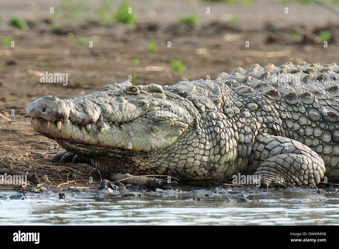 Crocodylidae High Resolution Stock Photography and Images - Alamy