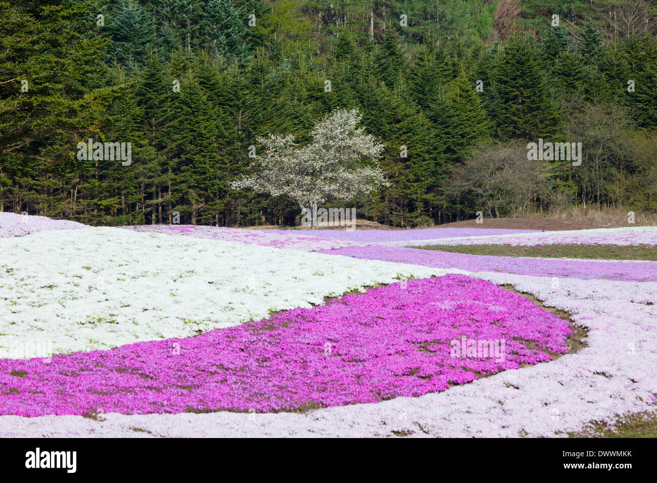 Field of moss phlox Stock Photo - Alamy