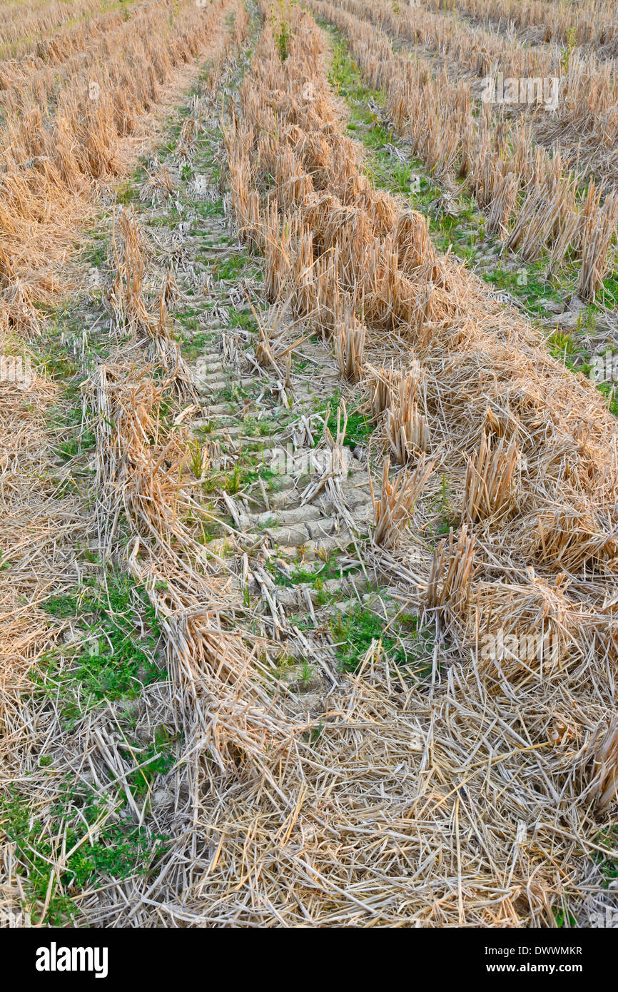 Rice field after harvesting hi-res stock photography and images - Alamy