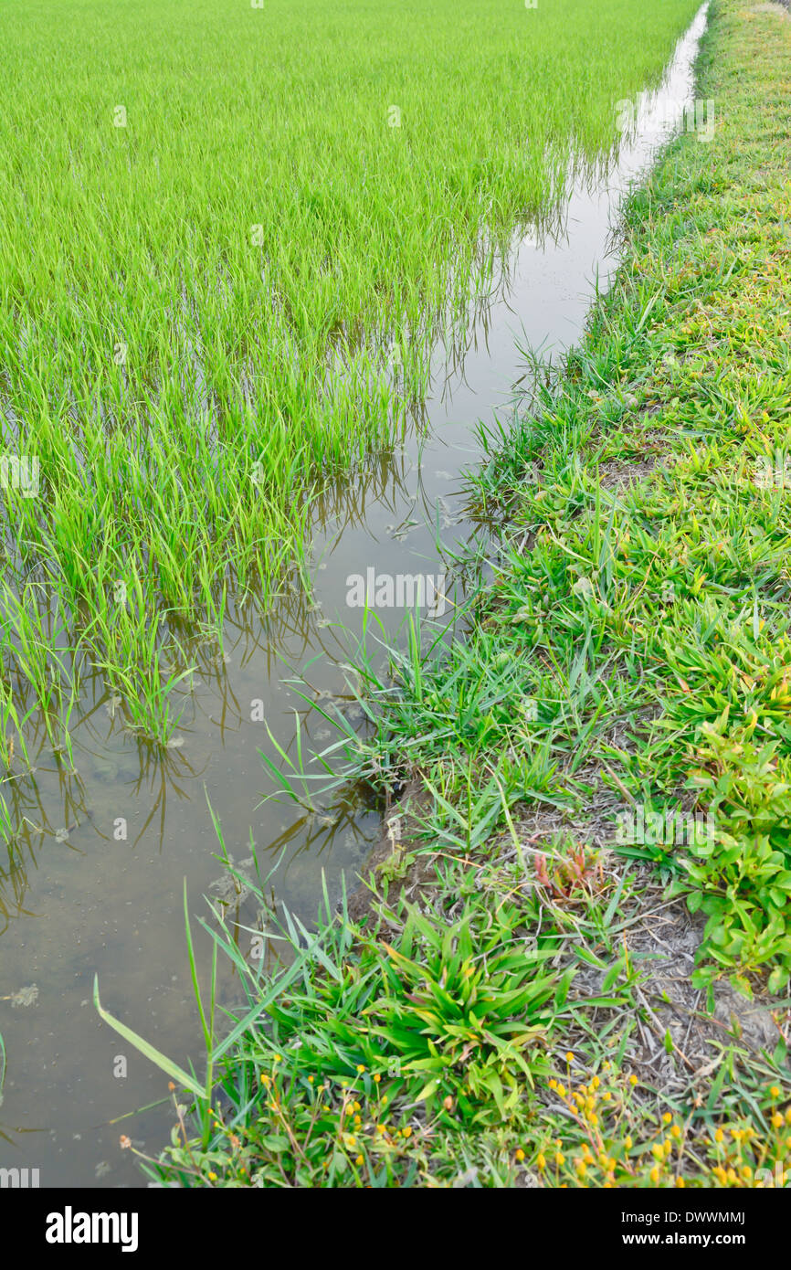 Vietnam countryside rice field path hi-res stock photography and images ...