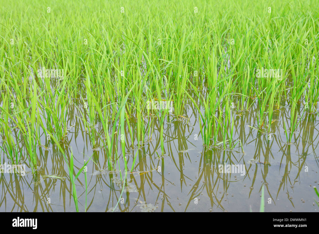 thai young rice field Stock Photo - Alamy