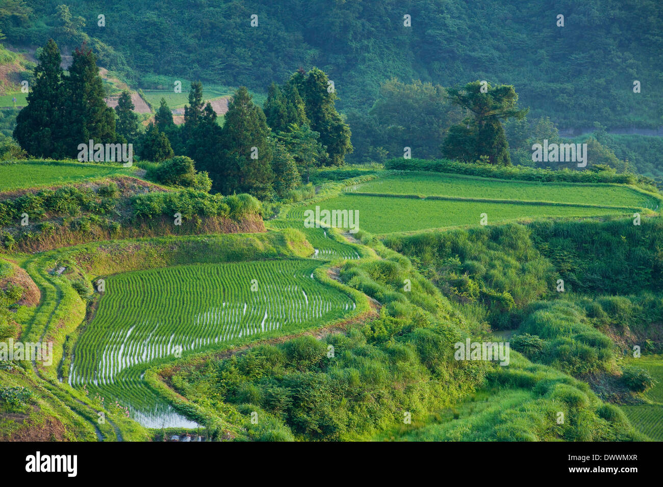 Japan niigata rice hi-res stock photography and images - Alamy