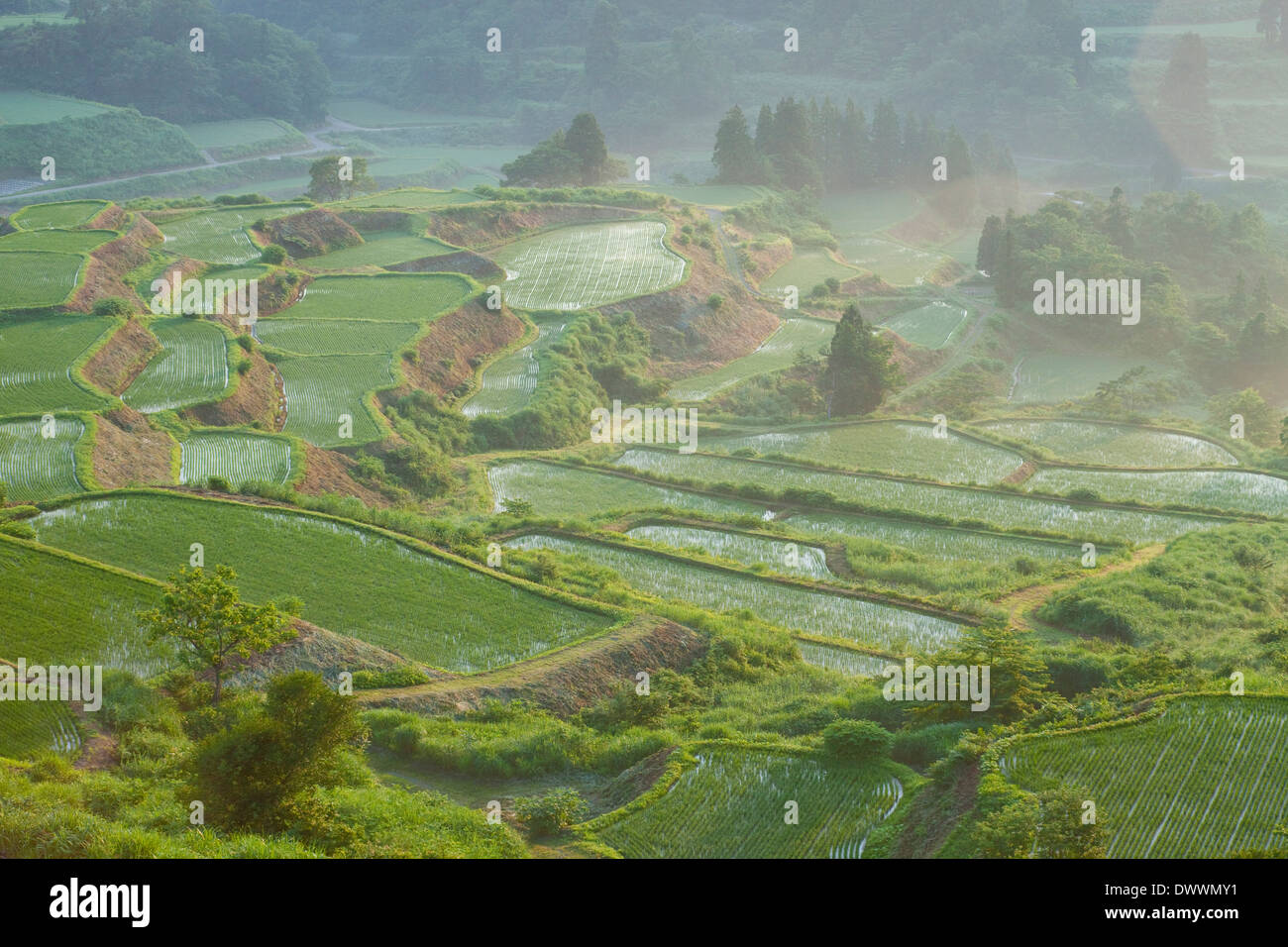 Terraced rice fields, Niigata Prefecture, Japan Stock Photo - Alamy