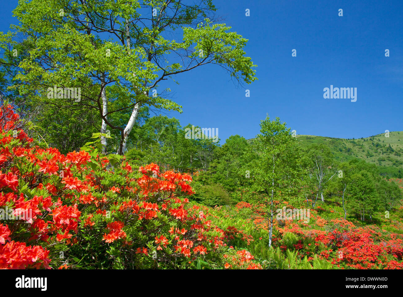 Azalea japan hi-res stock photography and images - Alamy
