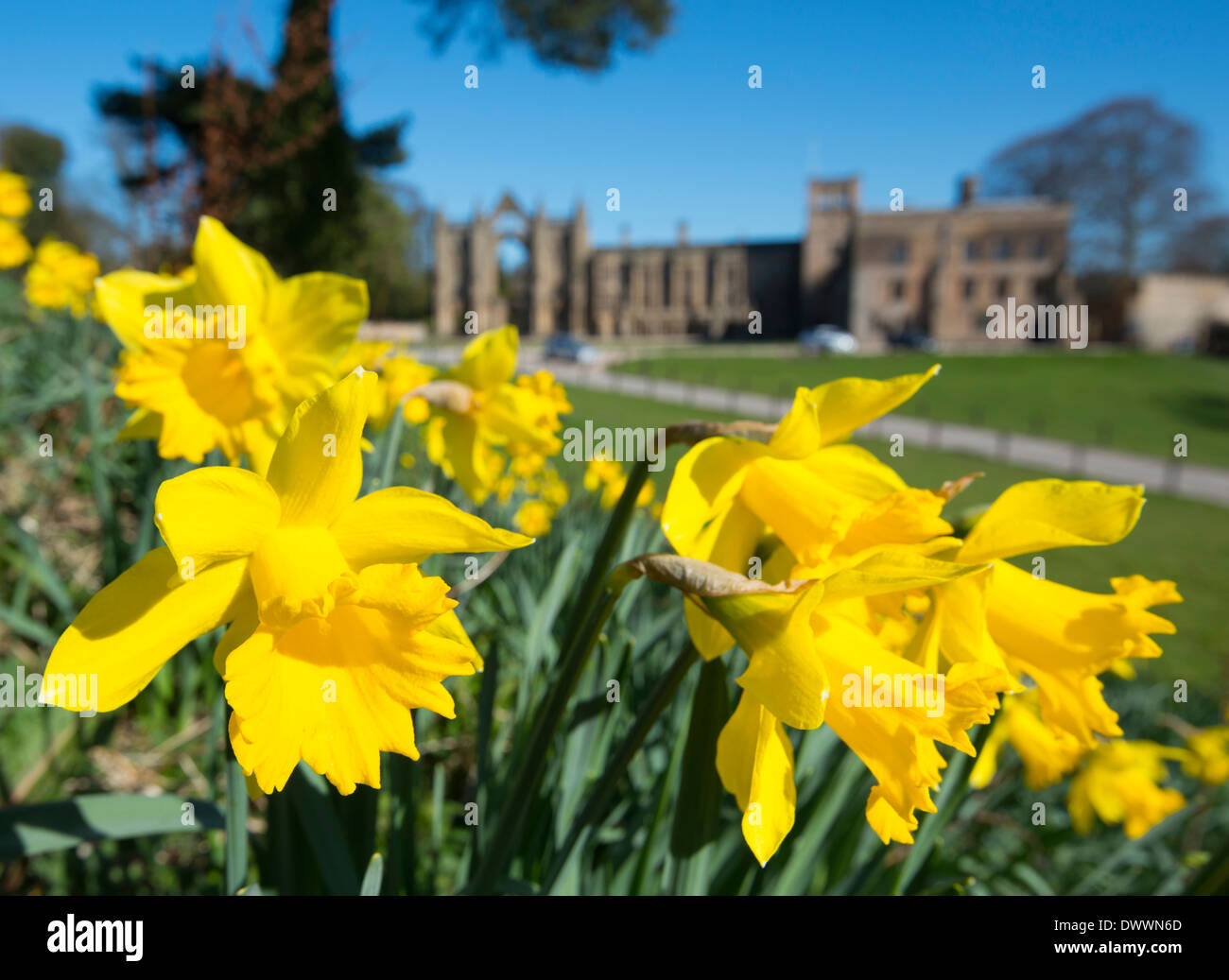 Spring daffodils at Newstead Abbey, Nottinghamshire England UK Stock ...